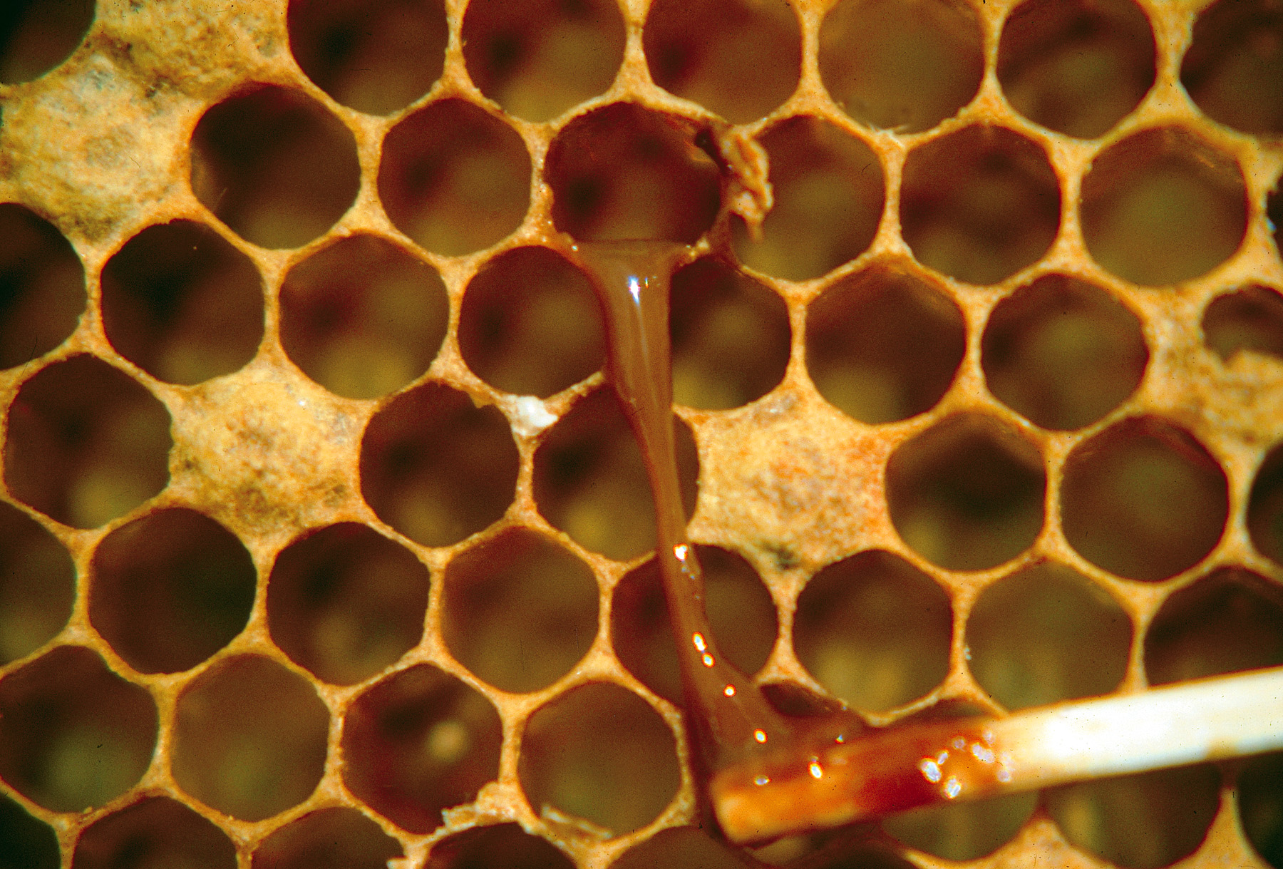 American Foulbrood: Declared pest | Department of Primary Industries ...