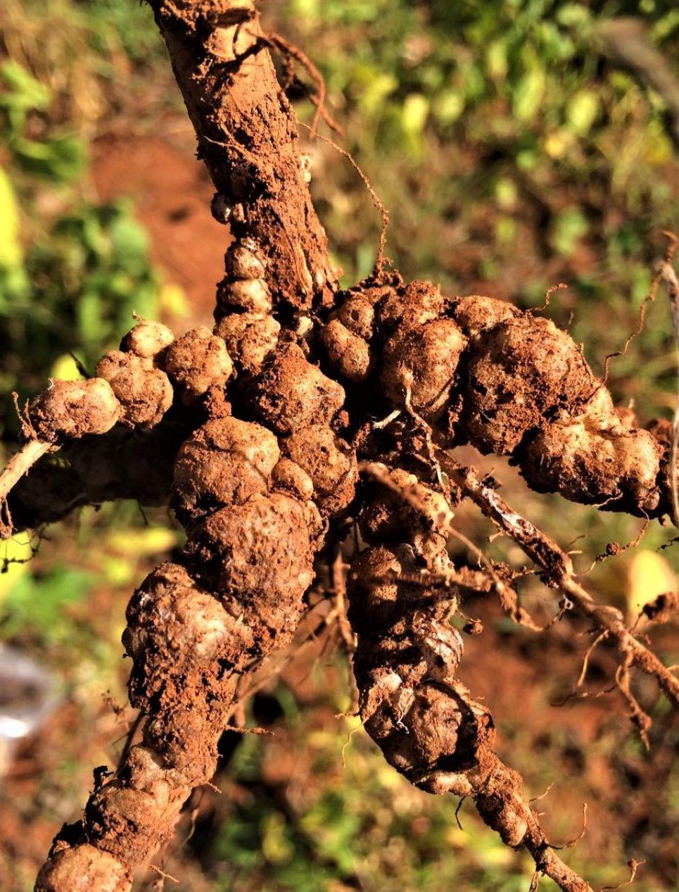 Guava root-knot nematode | Department of Primary Industries and ...