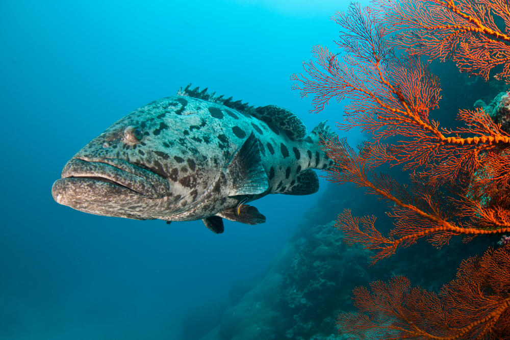 Protected species in Western Australia | Department of Primary ...